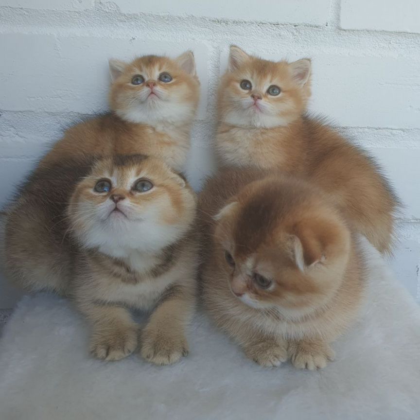 Шотландский вислоухий короткошёрстный котёнок