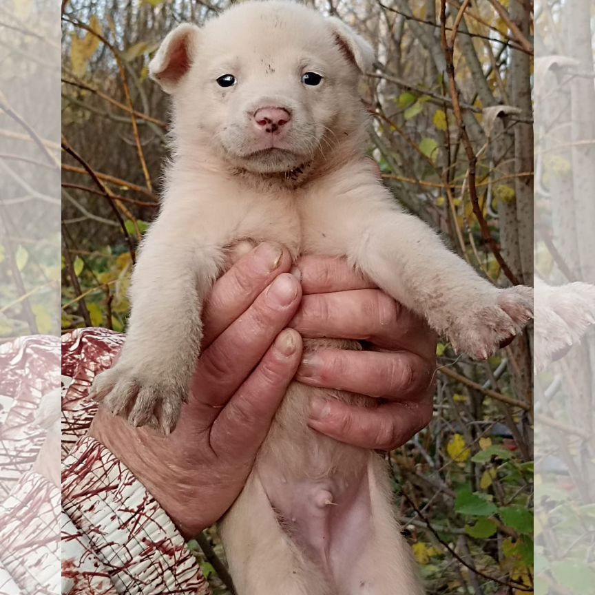 Щенок в добрые руки