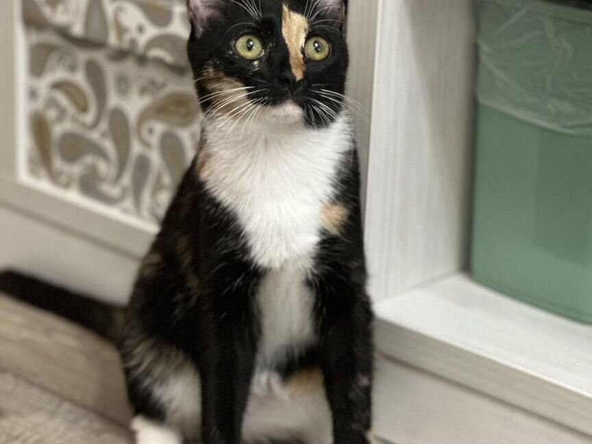 Зефирка 7 месяцев стерилизована ищет дом