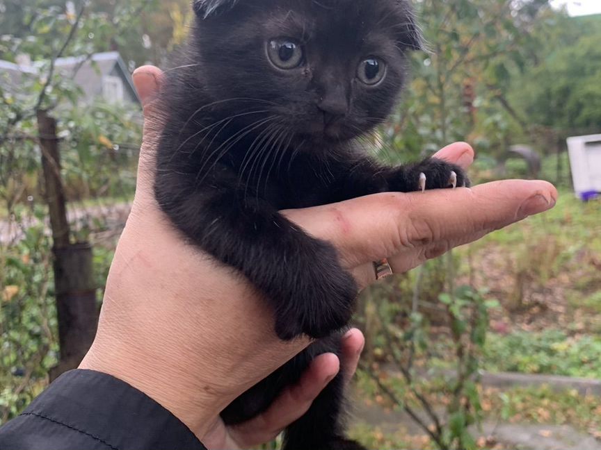Котенок девочка от шотландской вислоухой