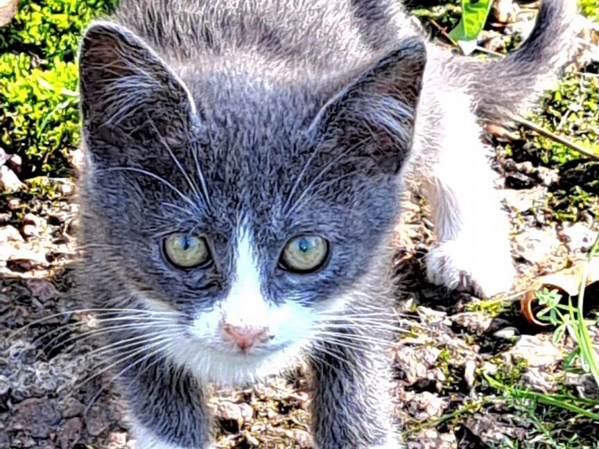 Ручной котенок 2.5 мес. в надежде на дом