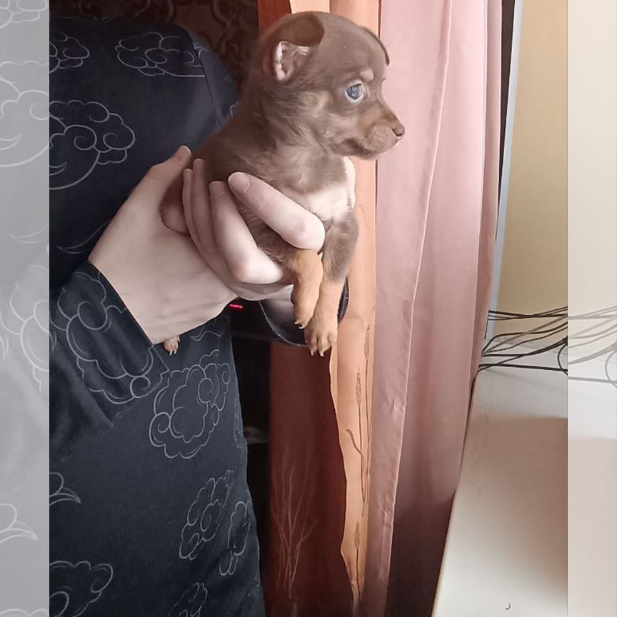 Русский той-терьер, щенок