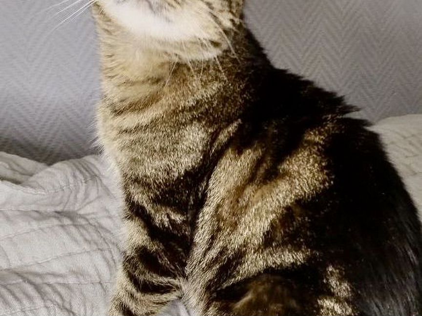 Мраморный котенок