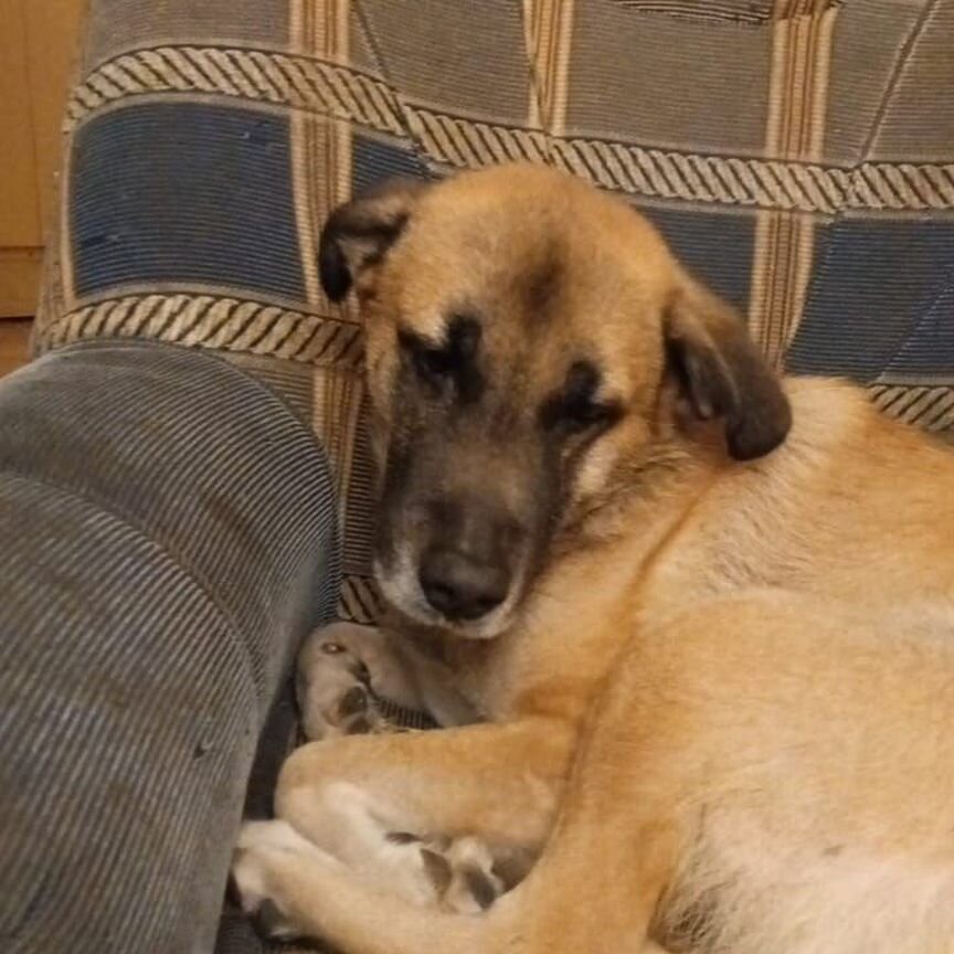 Собака в добрые руки отдам бесплатно