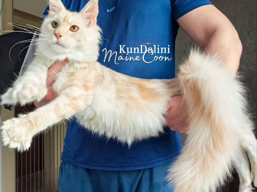 Мейн-кун мальчик