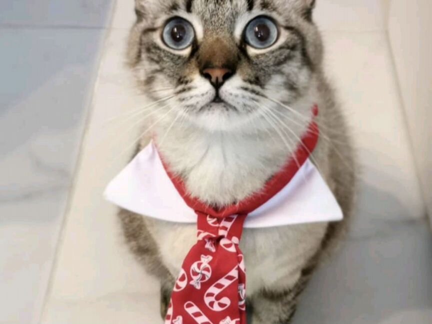 Ищу новую семью коту