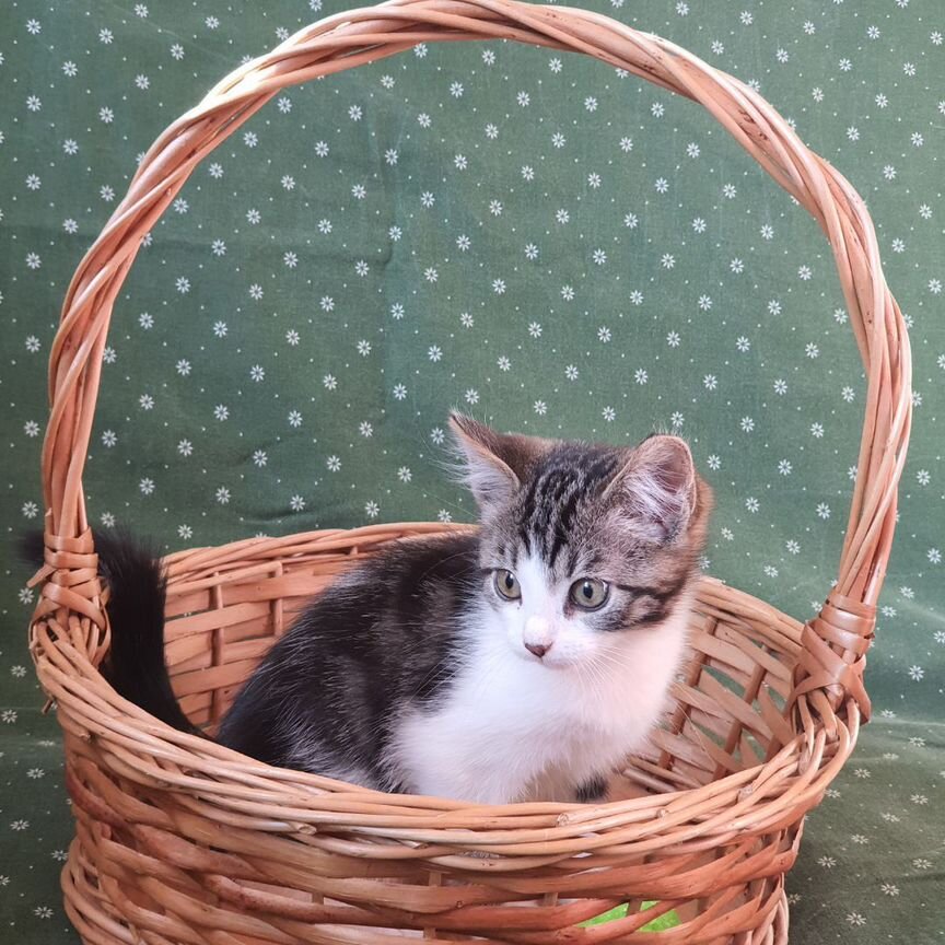 Котик в добрые руки