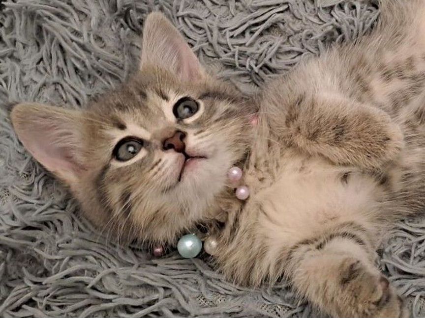 Котята турецкой ангоры