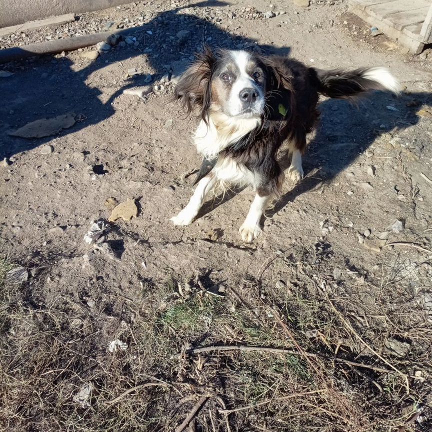 Собака мерзнет