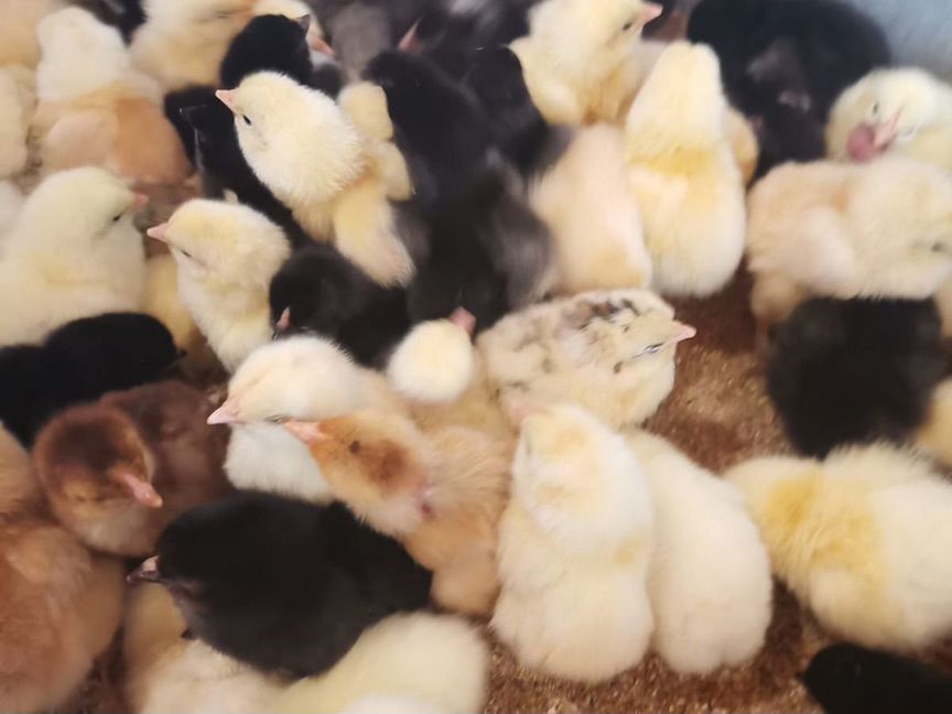 Продажа цыплят