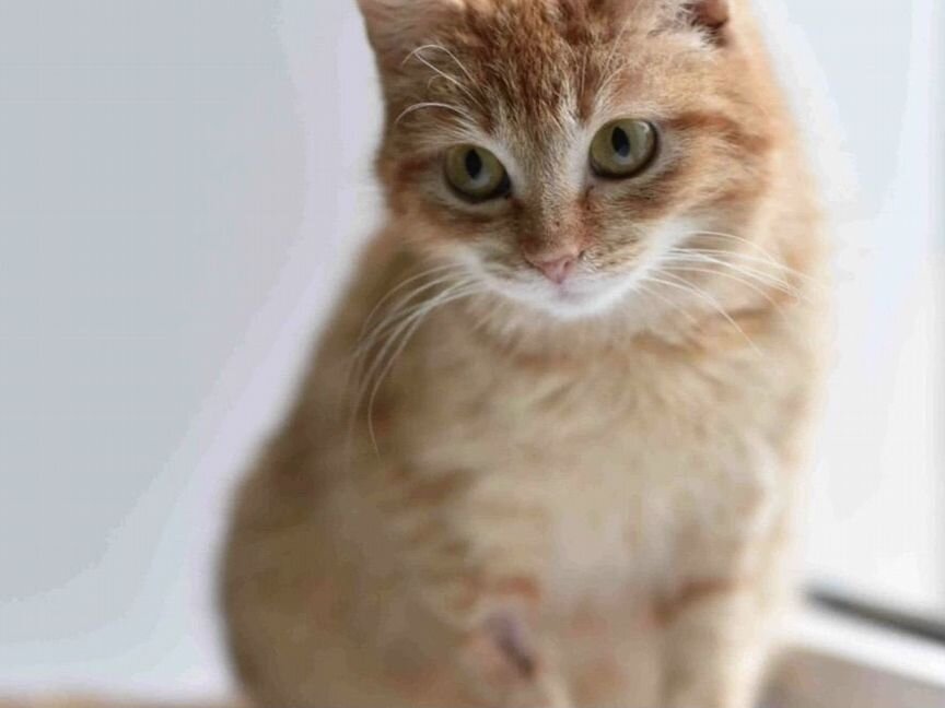 Спасённой Рыжуле очень нужен дом