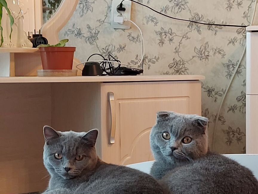 Британская кошка в дар
