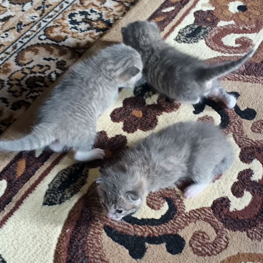 Ориентальный котёнок