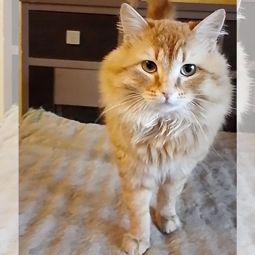 Сибирский котёнок