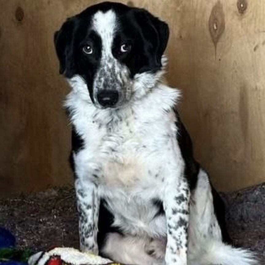 Взрослый пёс в добрые руки