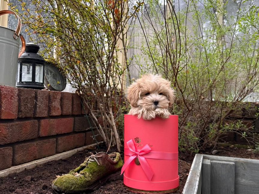 Мальтипу f1 mini