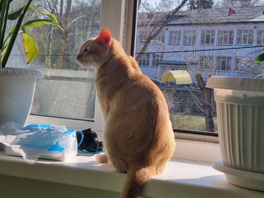 Вязка бурманский кот