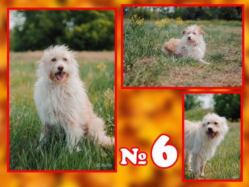 Собака в добрые руки