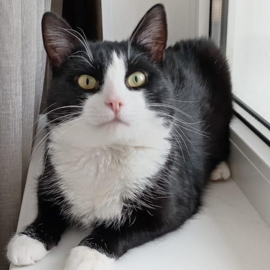 Взрослый кот в добрые руки