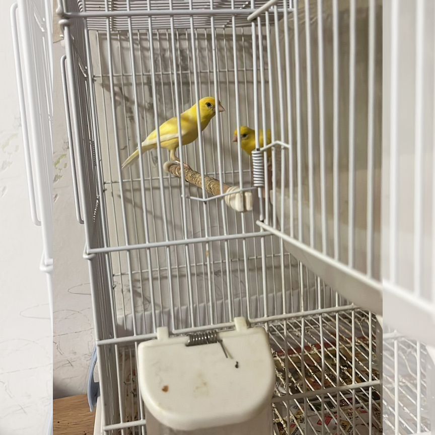 Кенара и канарейки