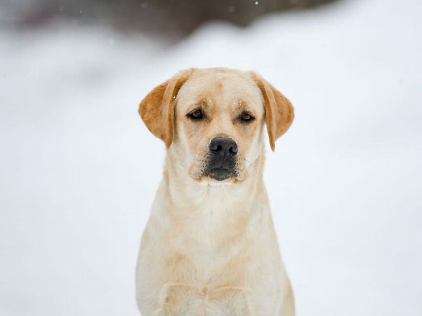 Подрощенный мальчик