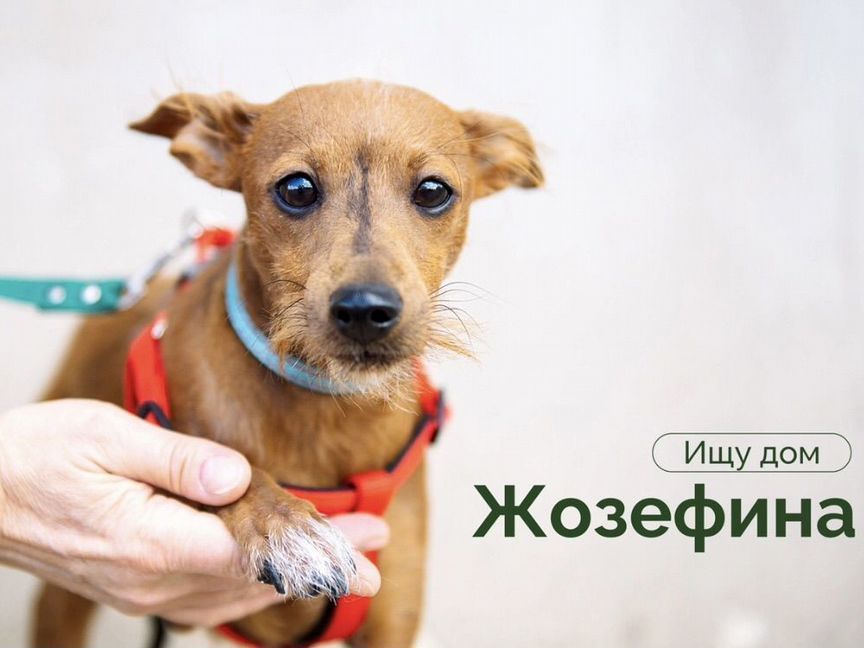 Собака метис в добрые руки отдам бесплатно
