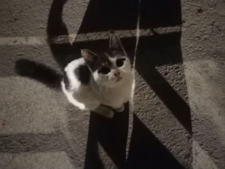 Кошка в дар бесплатно