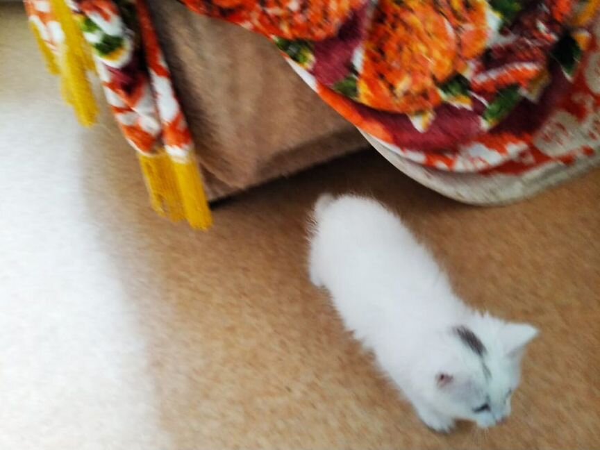 3 котика белых и серая кошечка