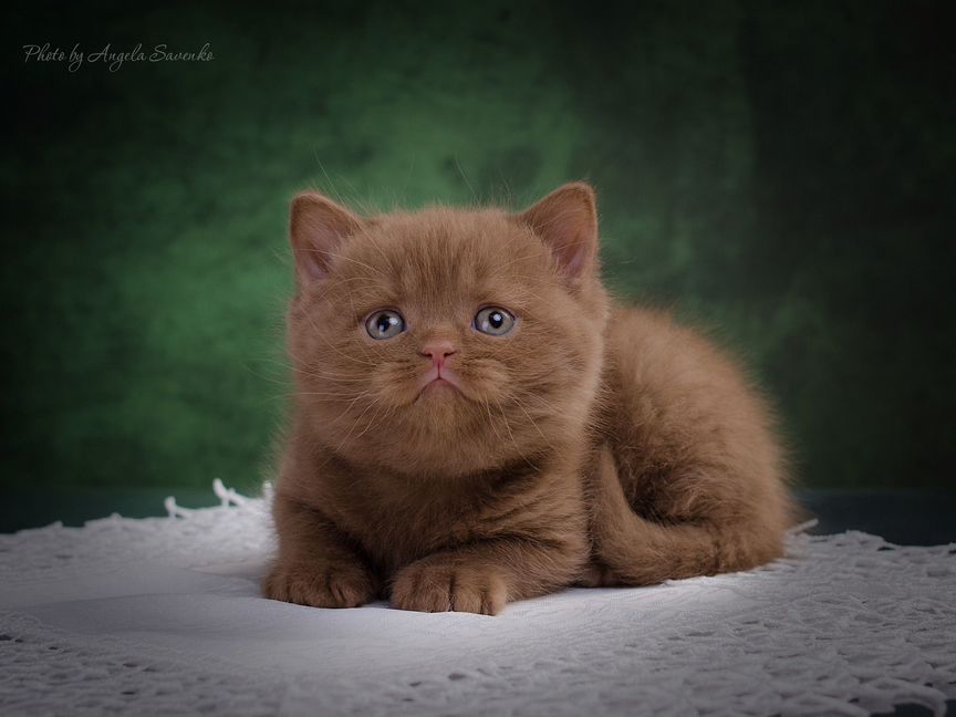 Британский циннамоновый медвежонок