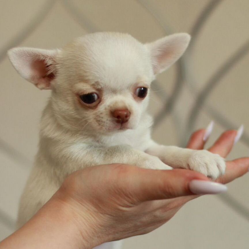 Мини Чихуахуа до 1,3кг кремовая девочка РКФ
