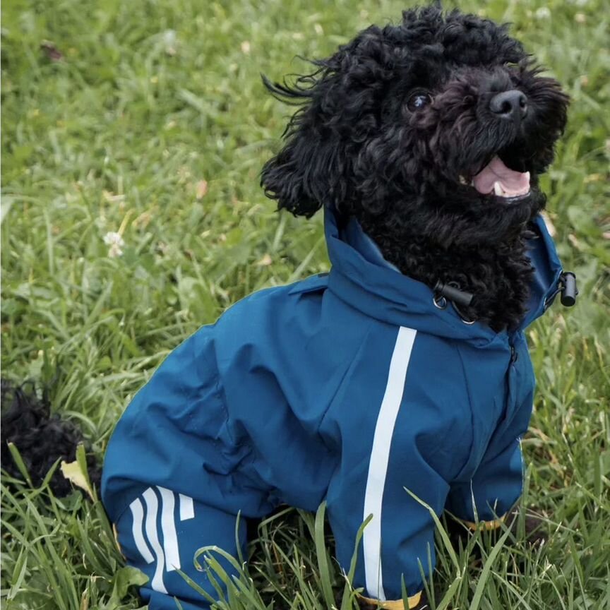 Одежда для собак