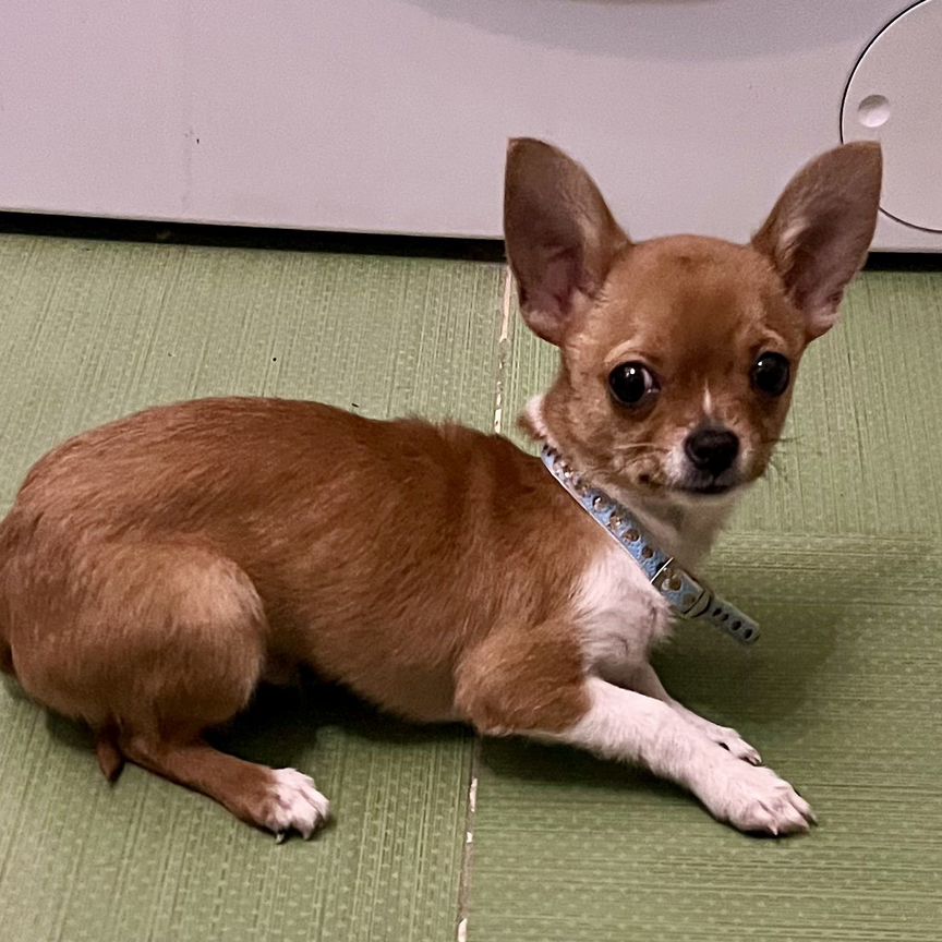 Чихуахуа мини