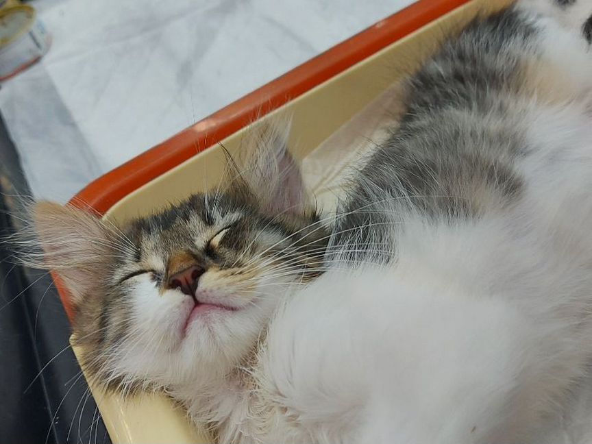 Котенок в дар 1,5 мес мальчик