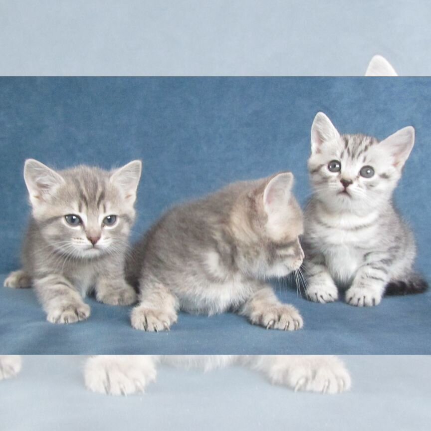 Британский короткошёрстный котёнок