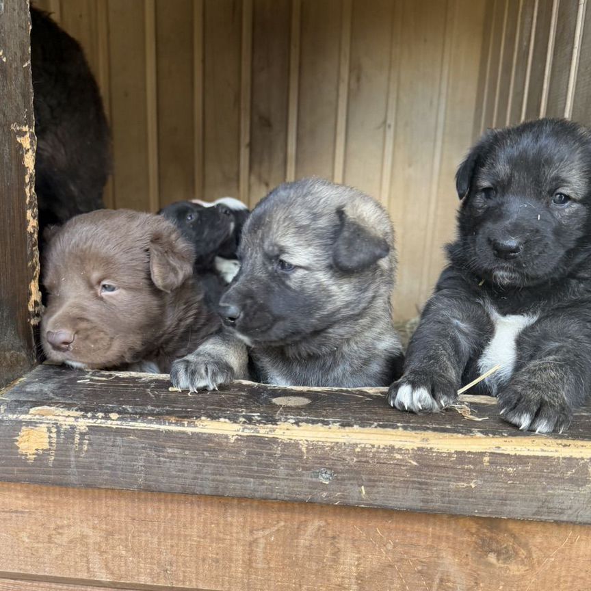 Щенок в добрые руки