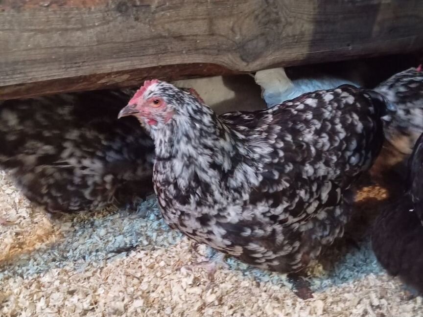 Куры орпингтон и брама