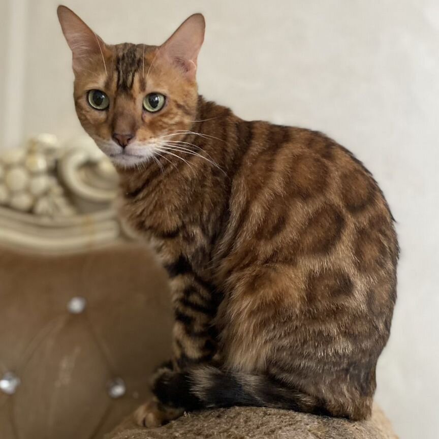 Бенгальская, взрослая кошка