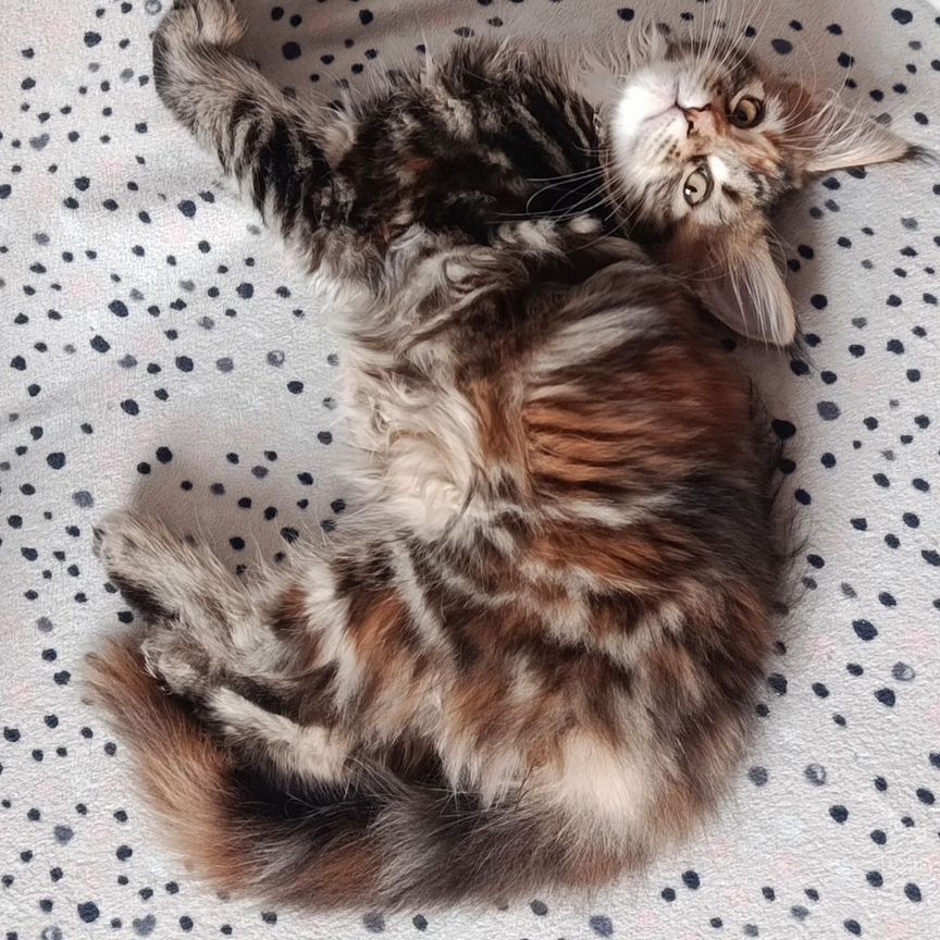 Мейн-кун котёнок