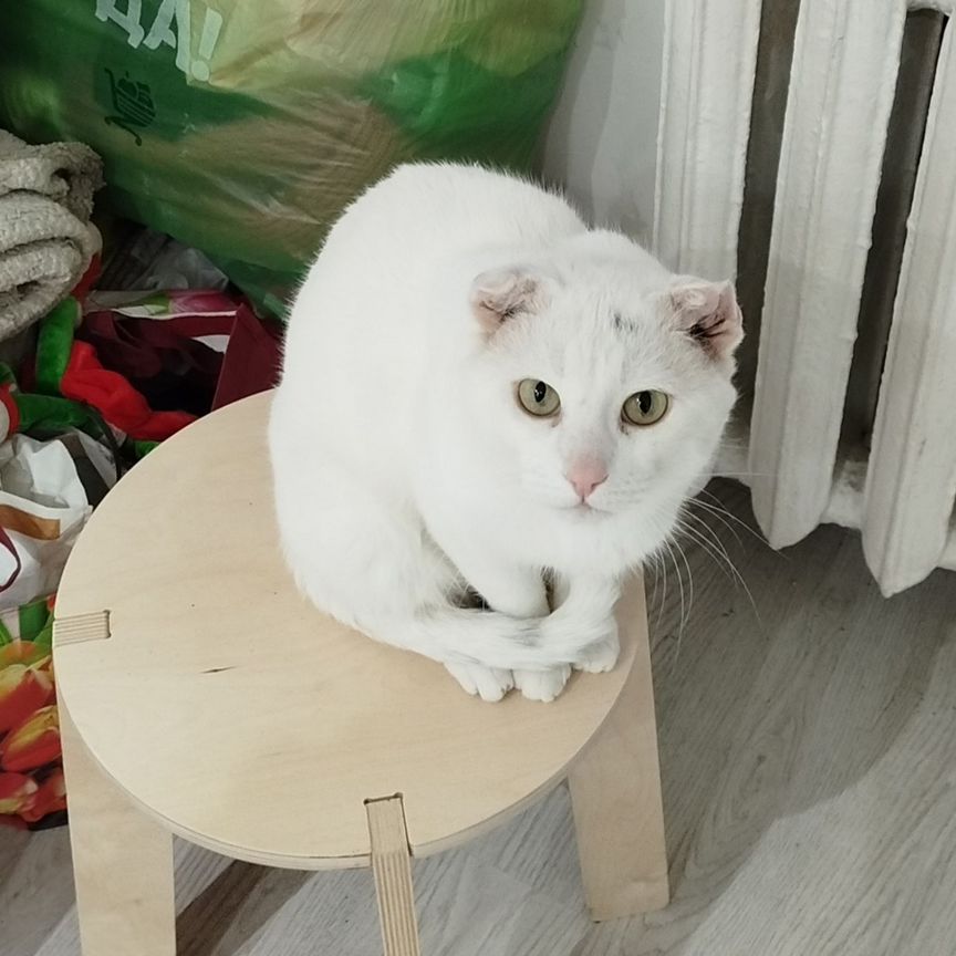 Котик ищет семью