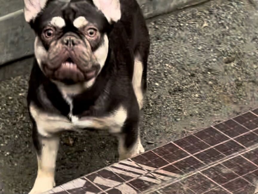 Французкий бульдог