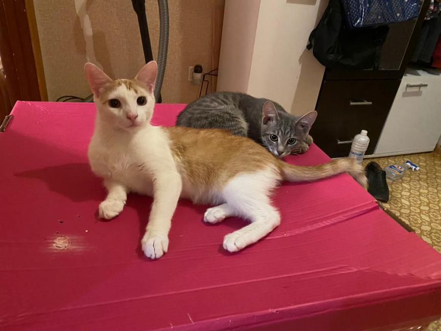 Котик Кузя 5 месяцев