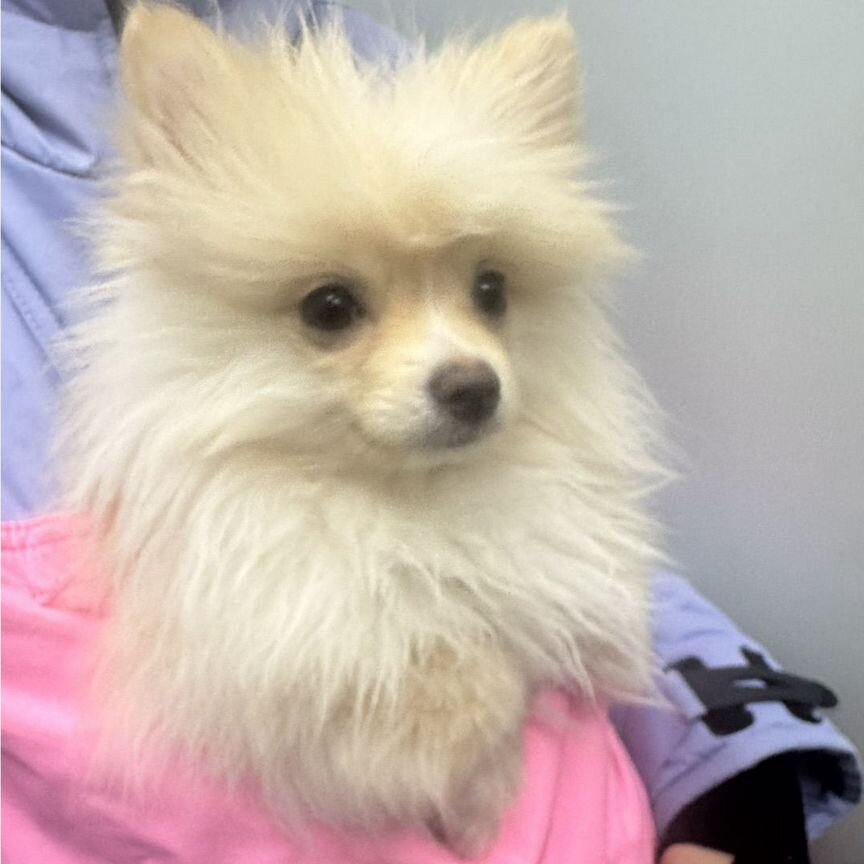 Померанский шпиц, щенок