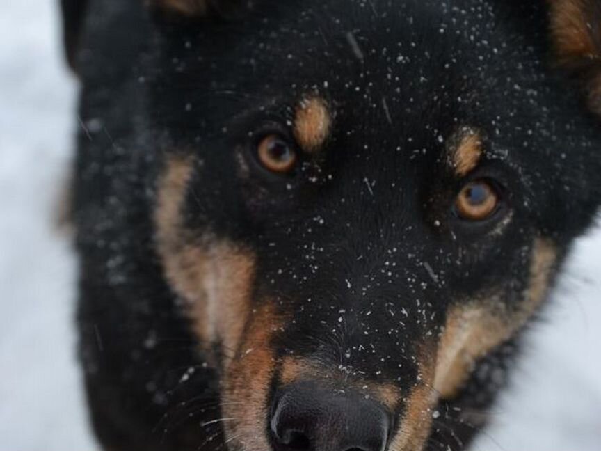 Вега ищет дом