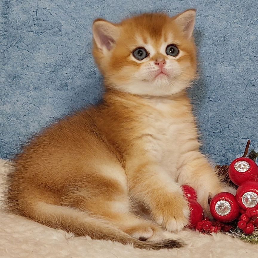 Шотландский котик золотая шиншилла