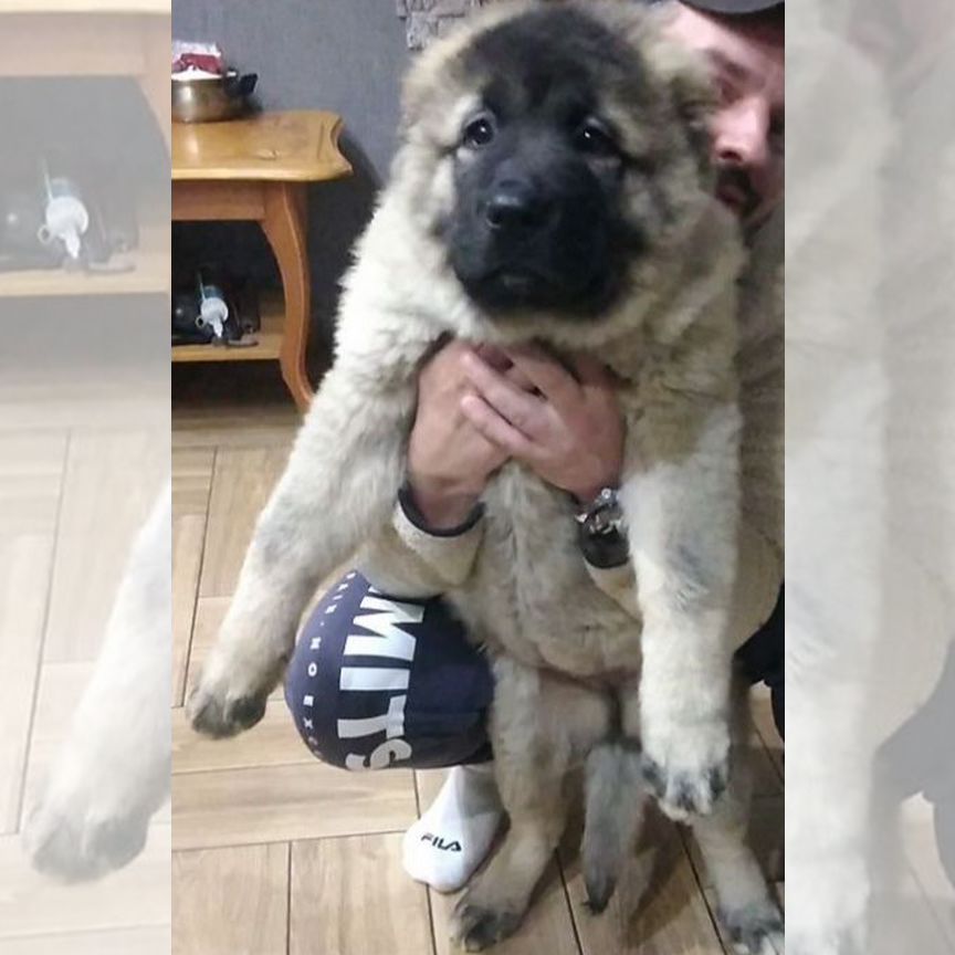Продаю щенка кавказца