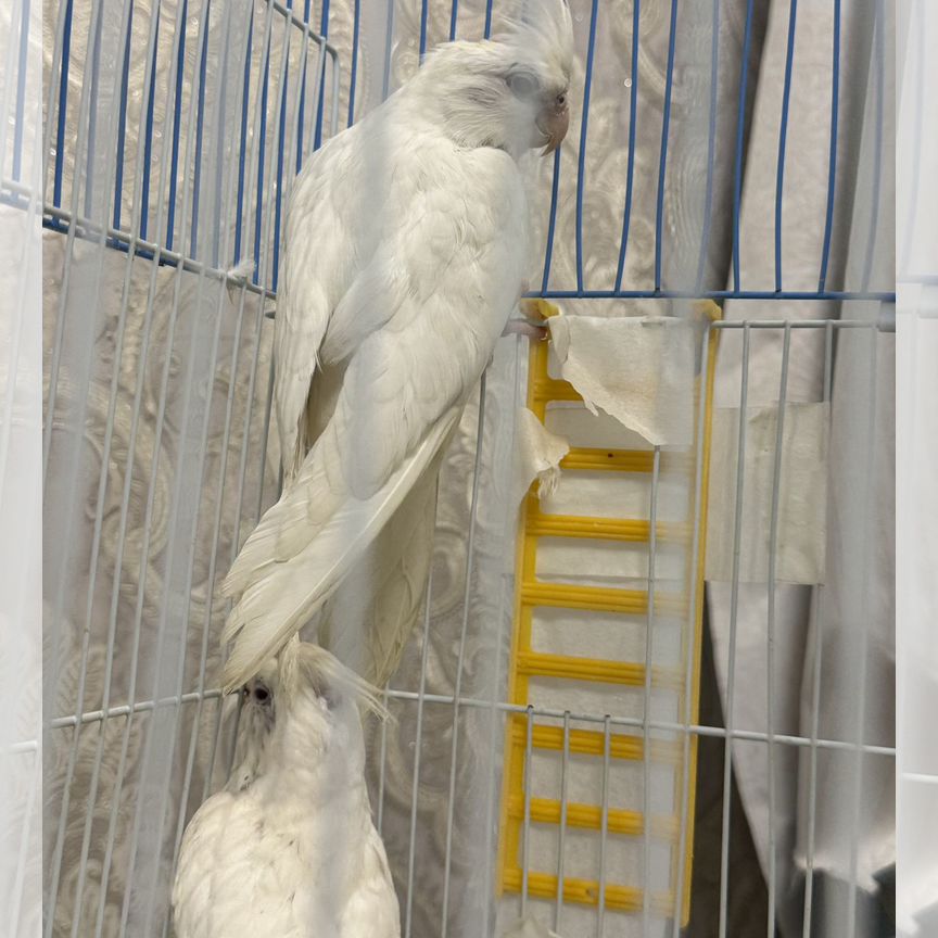 Попугай корелла