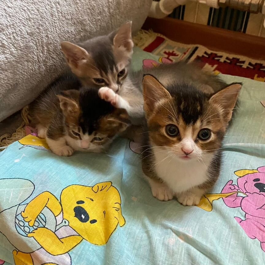 Коротколапые и длиннолапых малыши