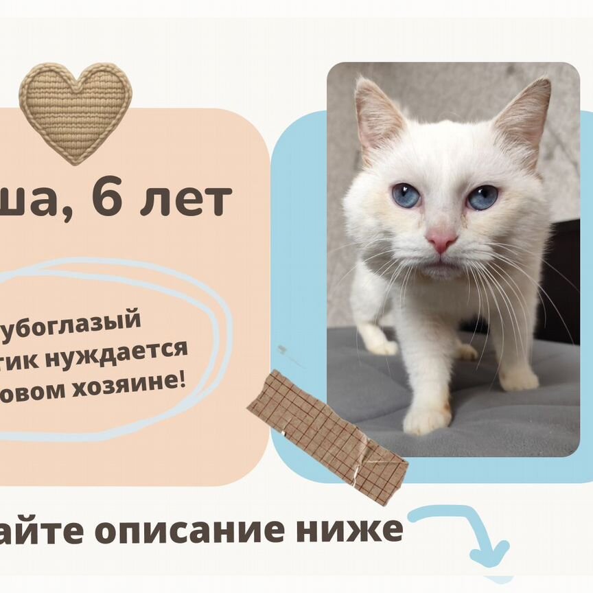 Взрослый кот в добрые руки