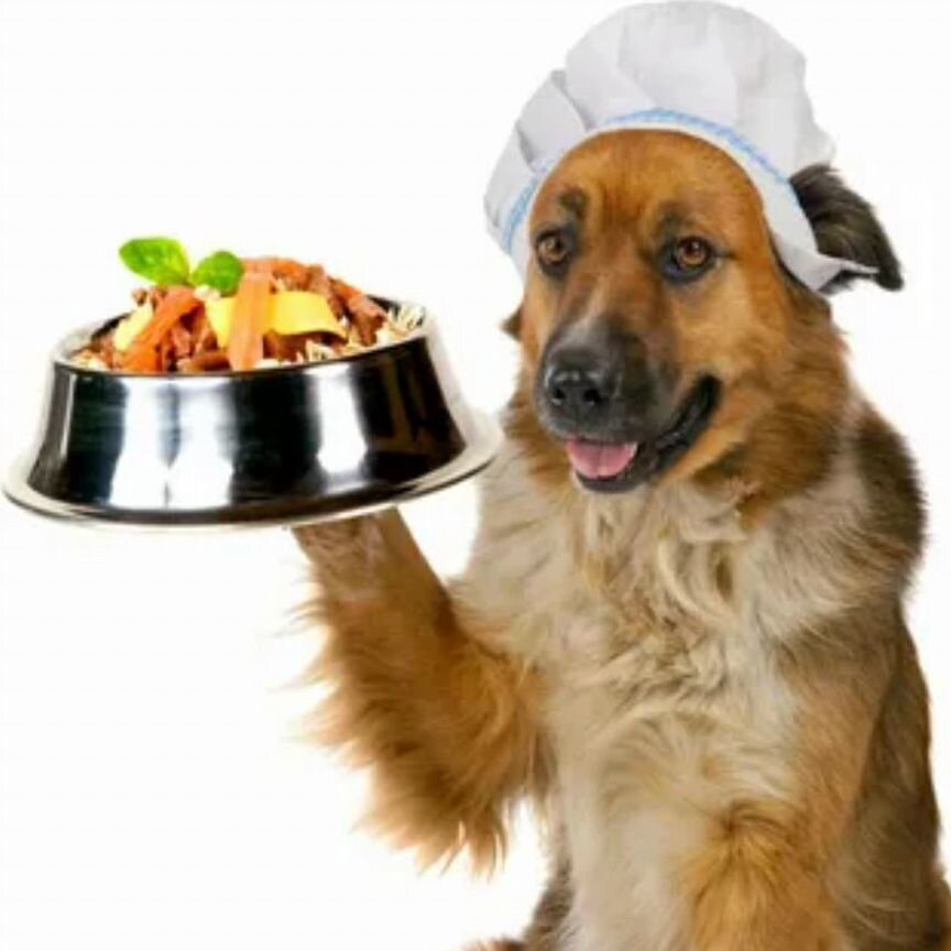 Корм для собак "Мокрый нос"