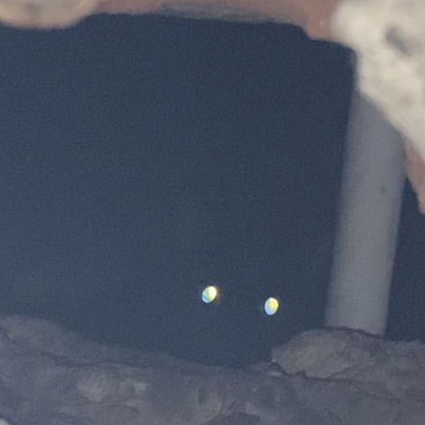 Котята мерзнут на морозе